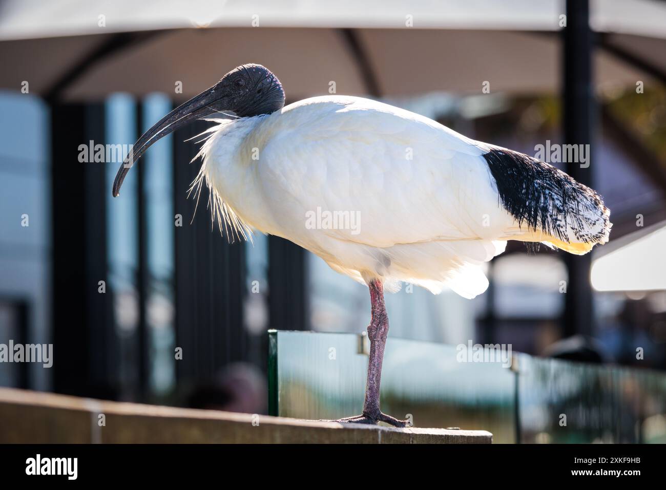 Australian white ibis stands on a ledge outside a restaurant at ...