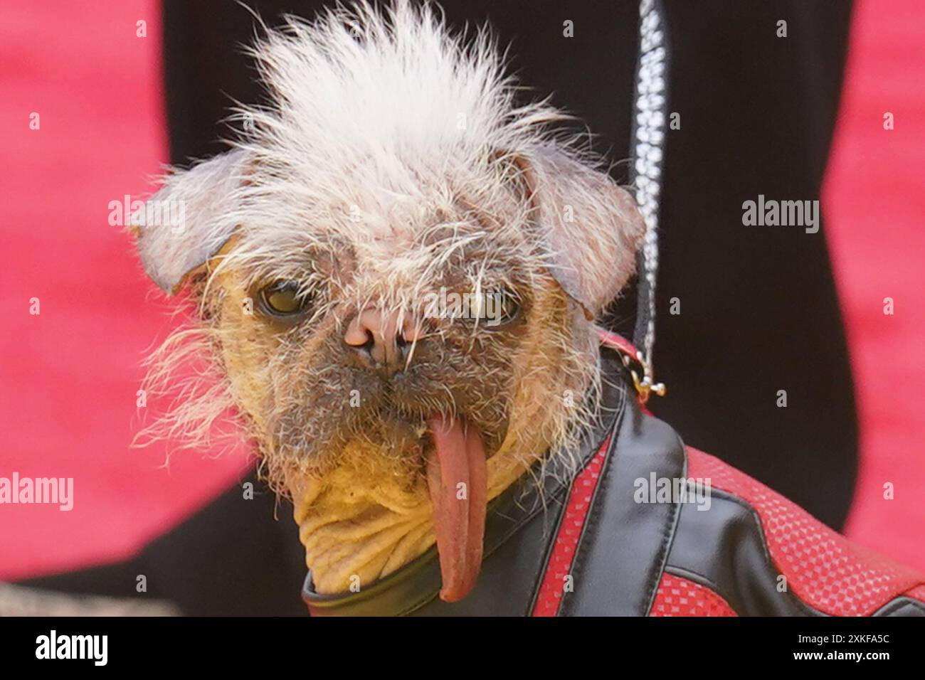David koch dog hi-res stock photography and images - Alamy