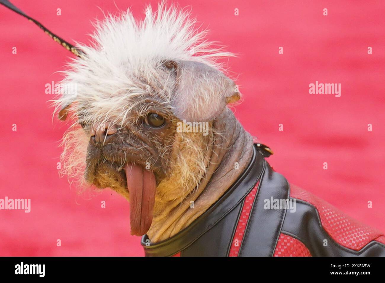 New York, USA. Ny. 22nd July, 2024. Peggy the Dog, Dogpool at arrivals ...