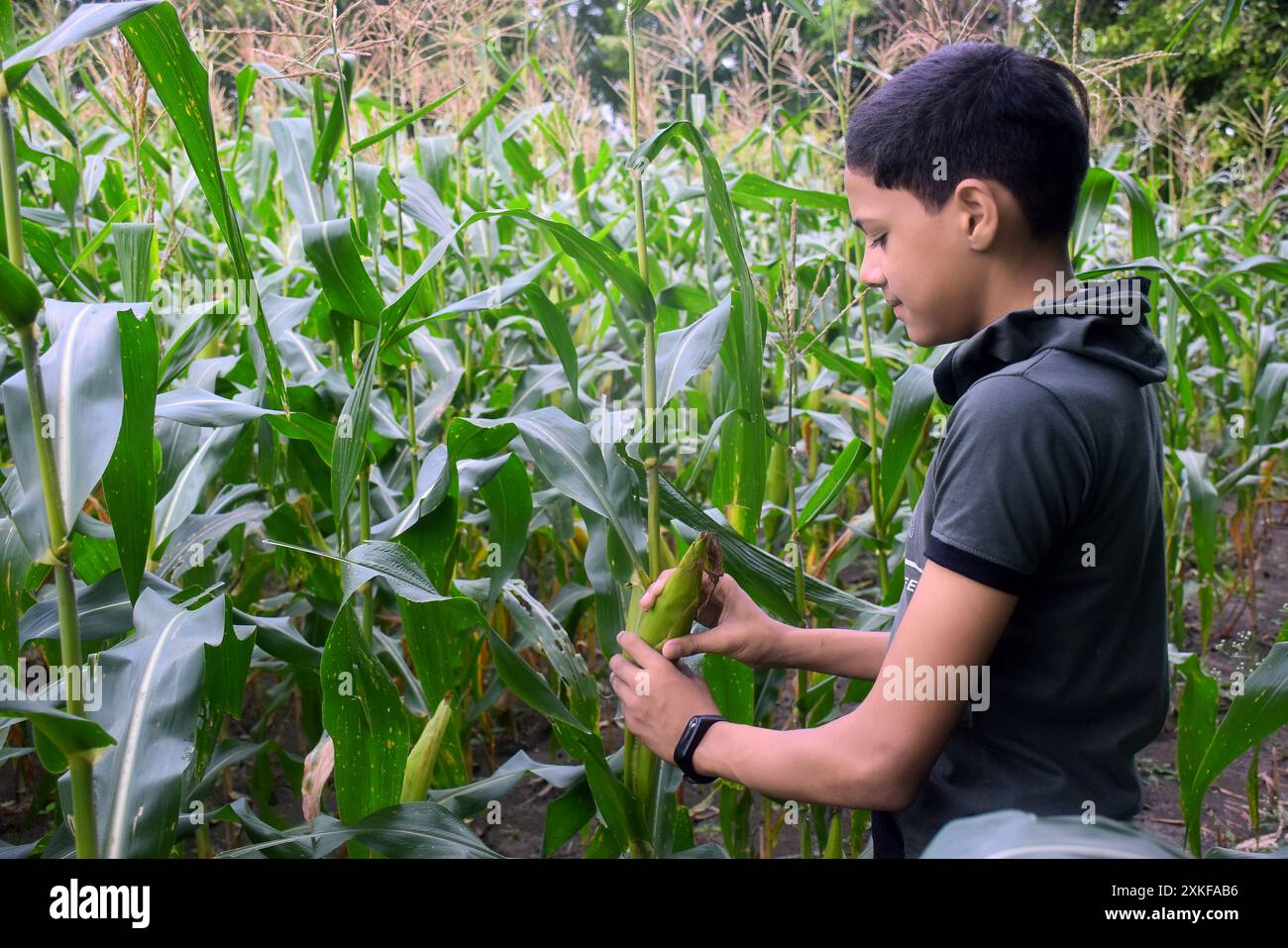 Plucking the green leaf hi-res stock photography and images - Alamy
