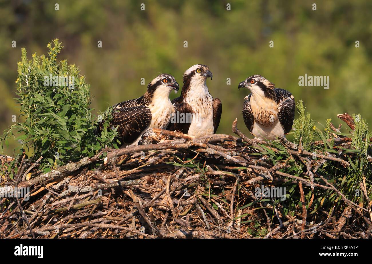 Osprey family into the nest, Quebec, Canada Stock Photo - Alamy