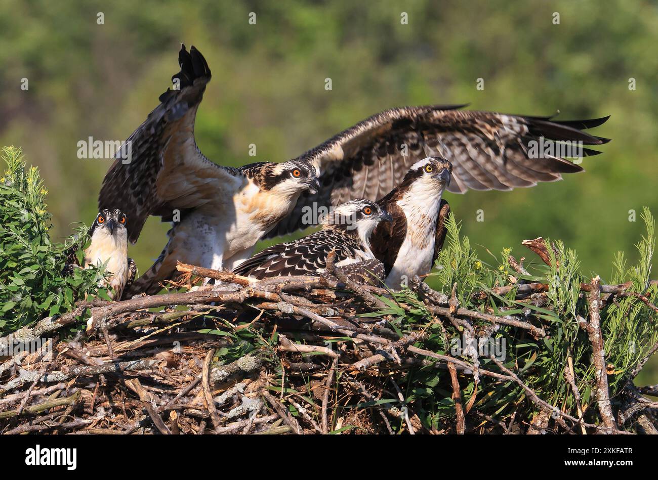 Osprey family into the nest, Quebec, Canada Stock Photo - Alamy