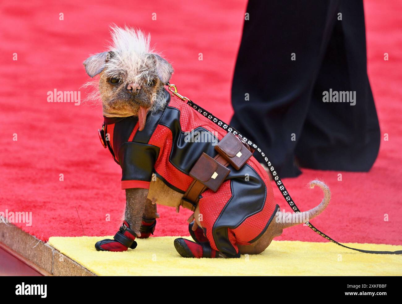 New York City, United States. 22nd July, 2024. Peggy the Dog at the ...