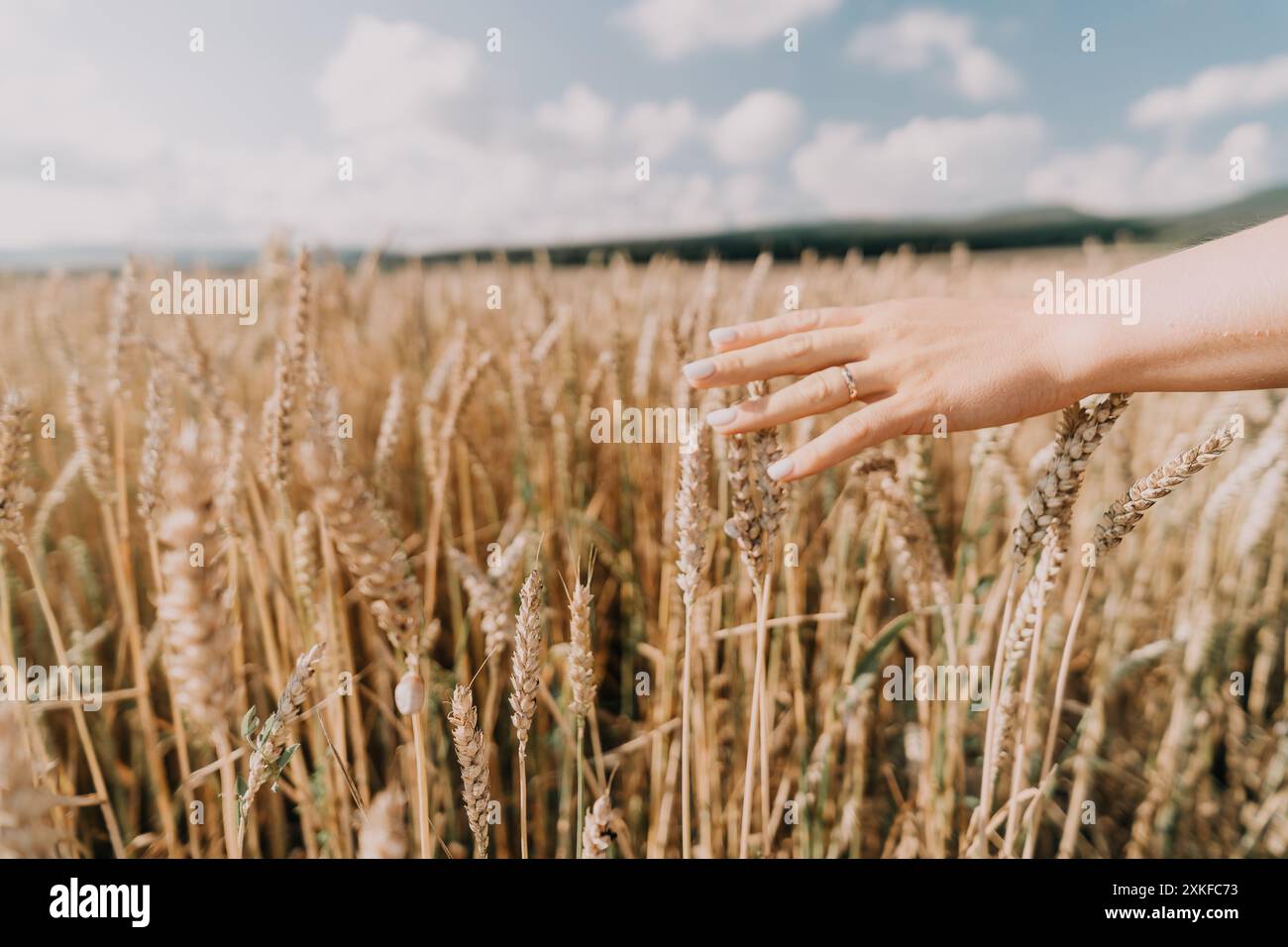 Hand Reaching Through Golden Wheat Field Stock Photo - Alamy