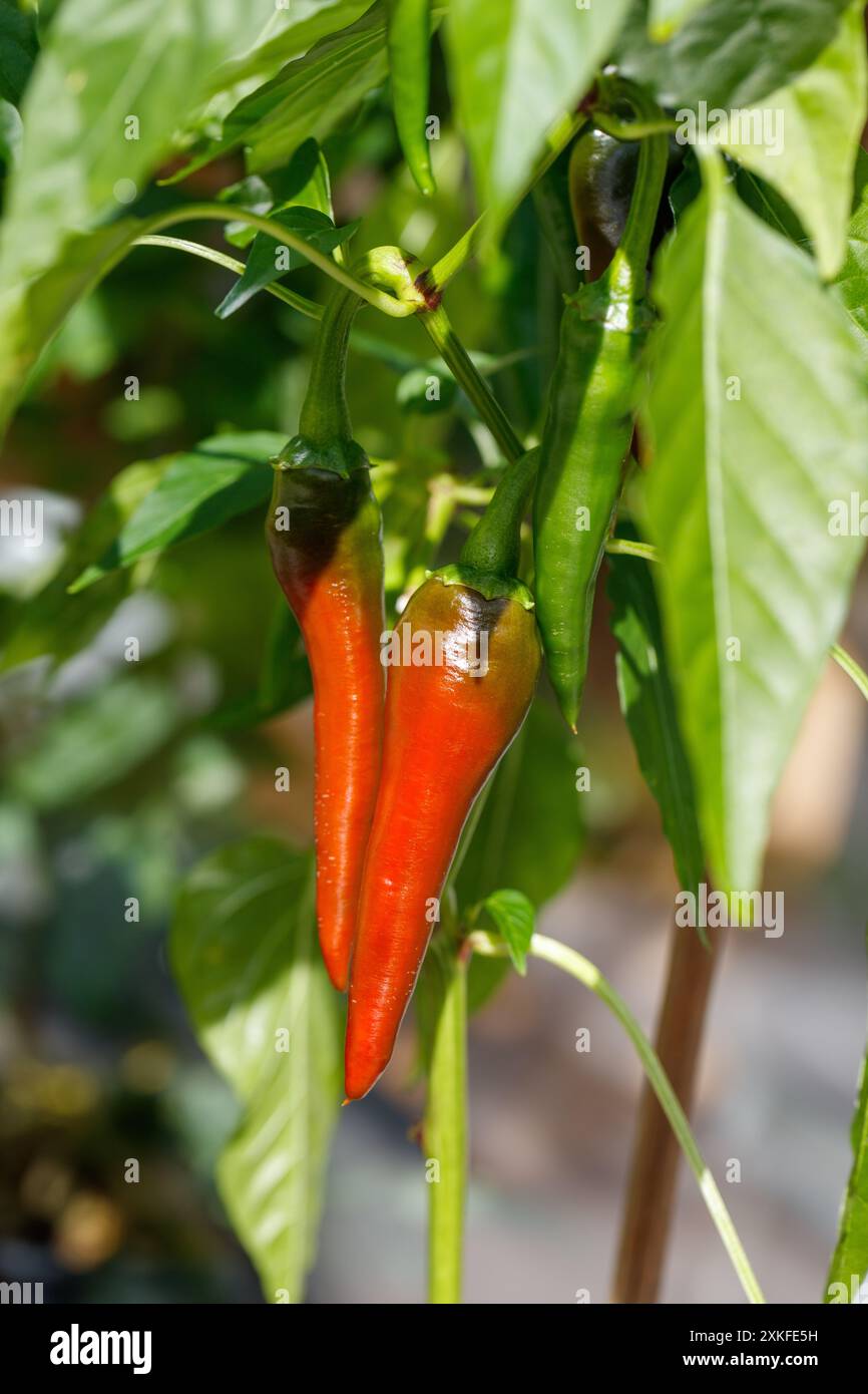 Capsicum axi hi-res stock photography and images - Alamy