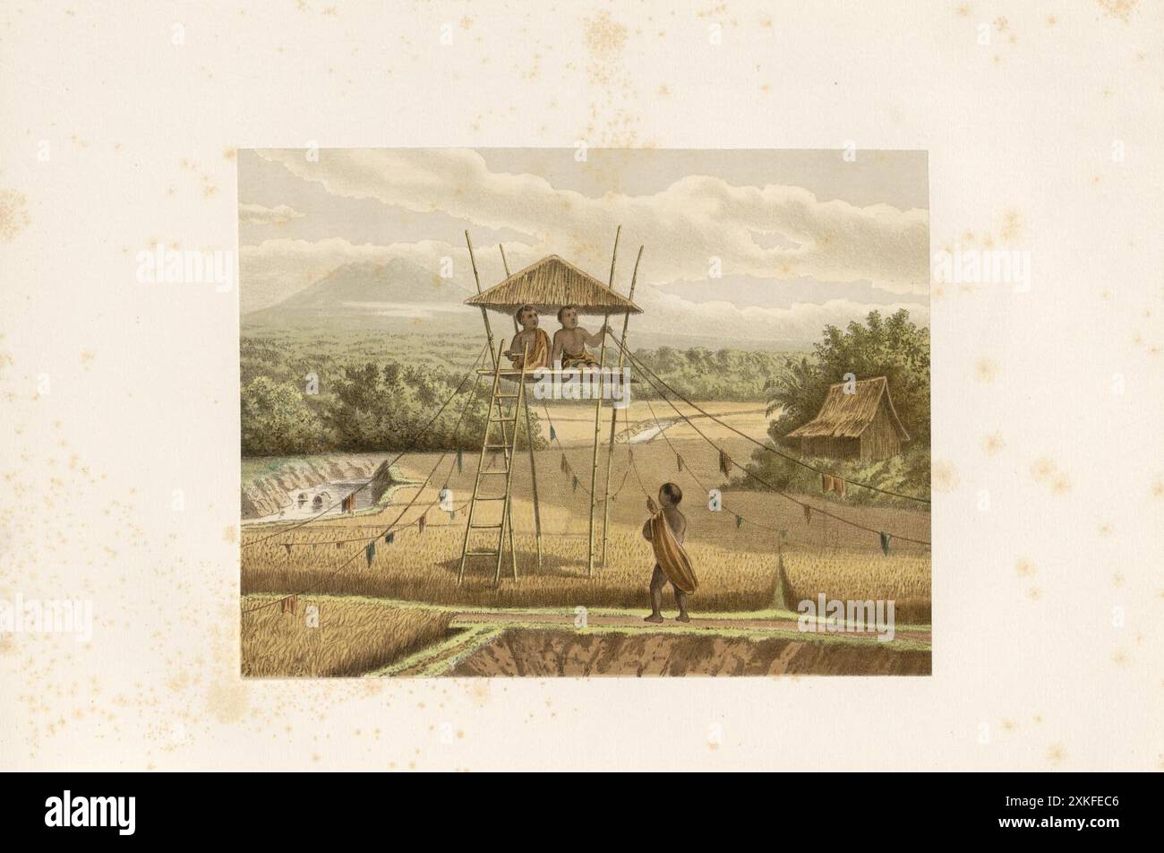 Farmers and birds in the rice fields hi-res stock photography and ...