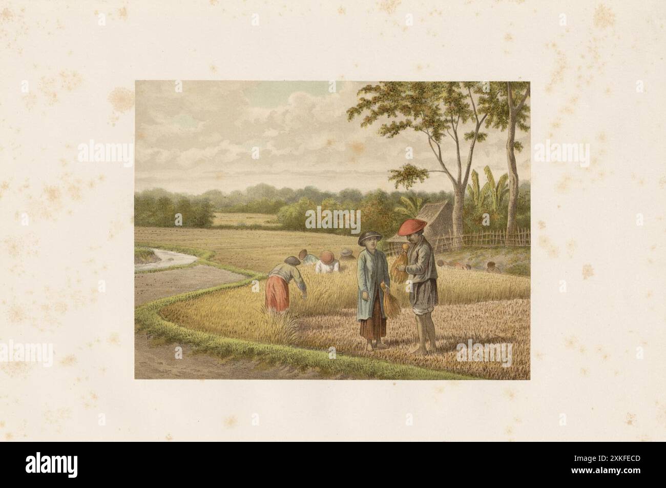 Painting harvesting rice hi-res stock photography and images - Alamy