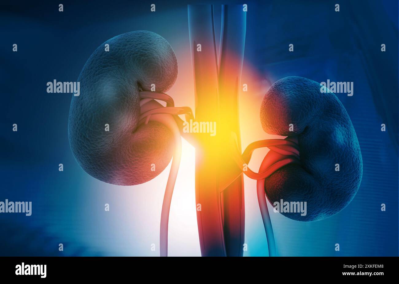 Human kidney on science background. 3d render Stock Photo - Alamy