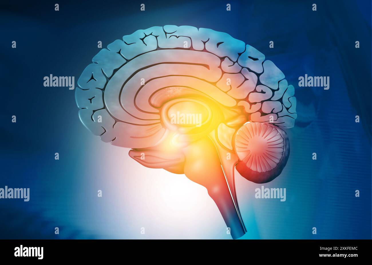 Cross section of human brain on medical background. 3d illusstration ...
