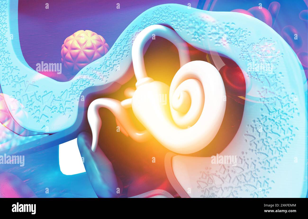 Middle ear anatomy illustration hi-res stock photography and images - Alamy