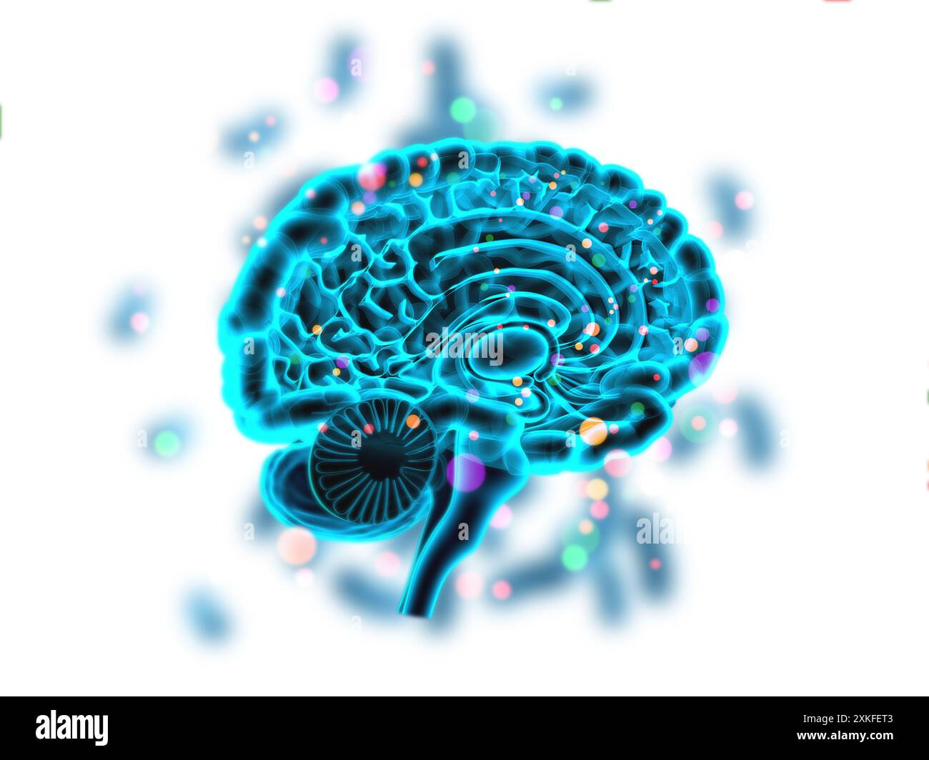Cross section of the cerebellum hi-res stock photography and images - Alamy