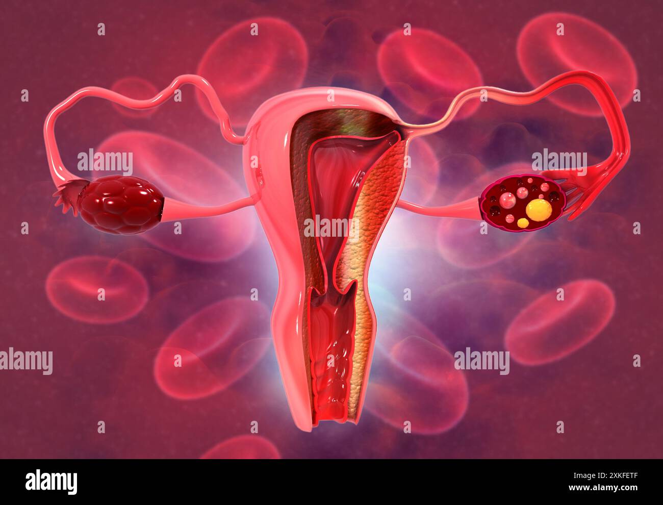 Anatomy of female reproductive system. 3d render Stock Photo - Alamy