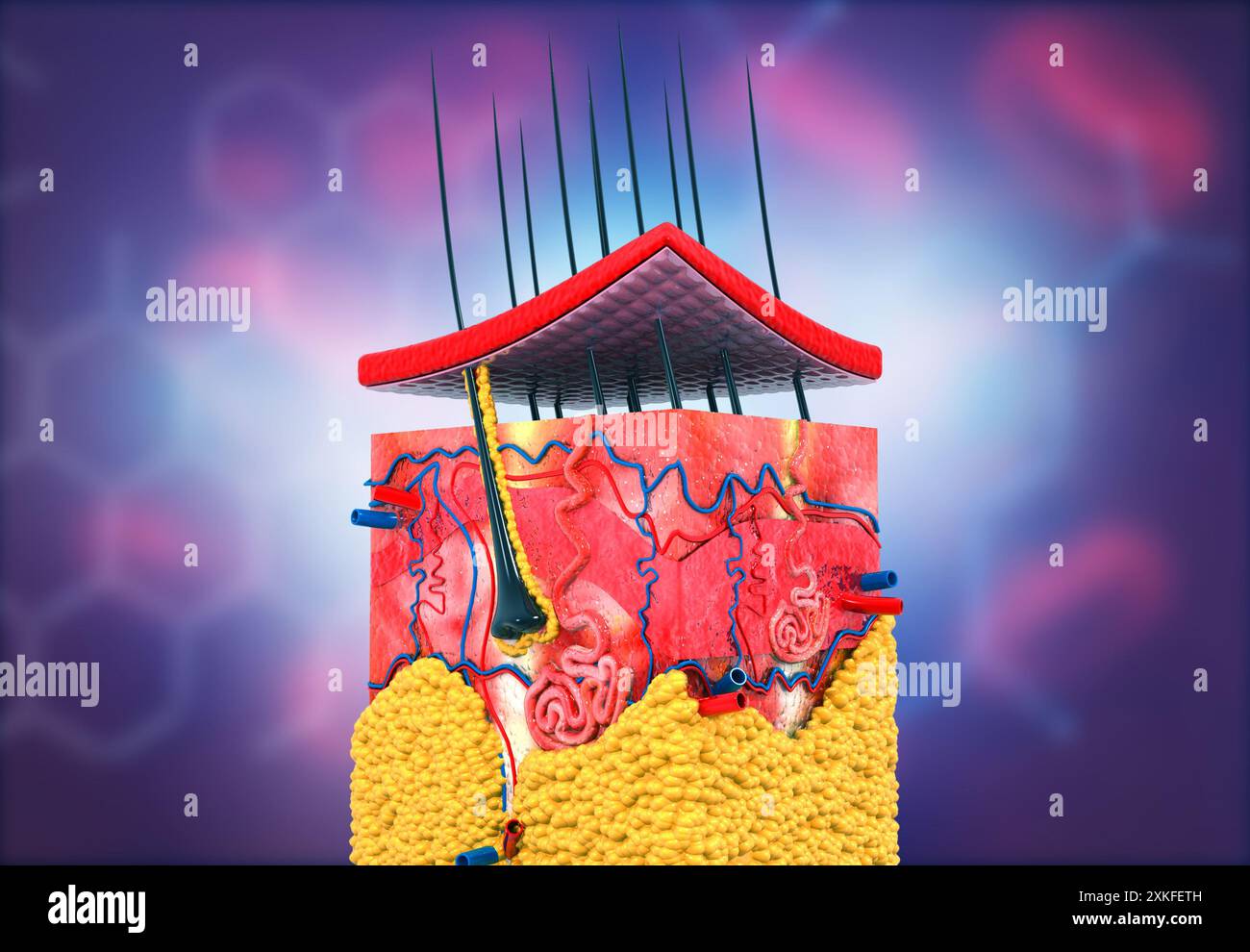 Anatomy of human skin and hair. 3d render Stock Photo - Alamy