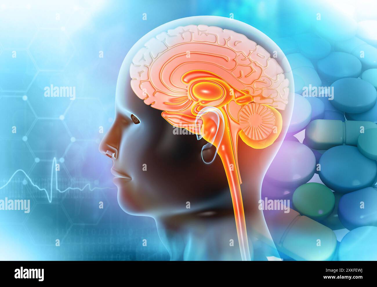 Human brain anatomy on scientific background. 3d illustration Stock ...