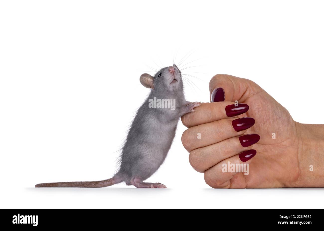 Rat finger Cut Out Stock Images & Pictures - Alamy