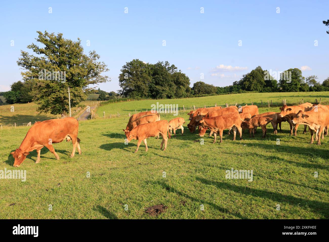 Limousin beef cows in the Limousin countryside. Cattle farming and meat ...