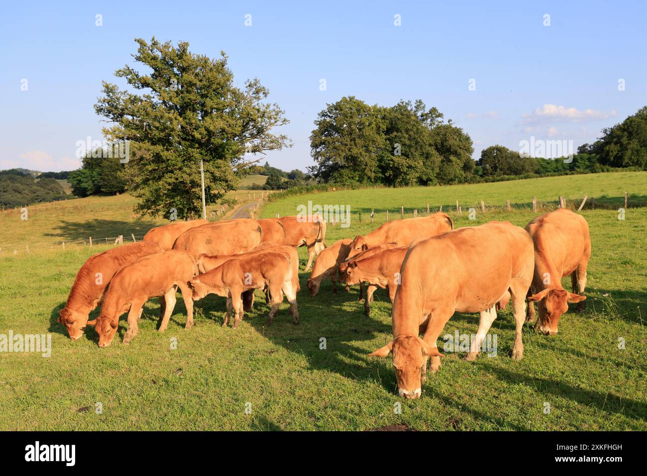 Limousin beef cows in the Limousin countryside. Cattle farming and meat ...