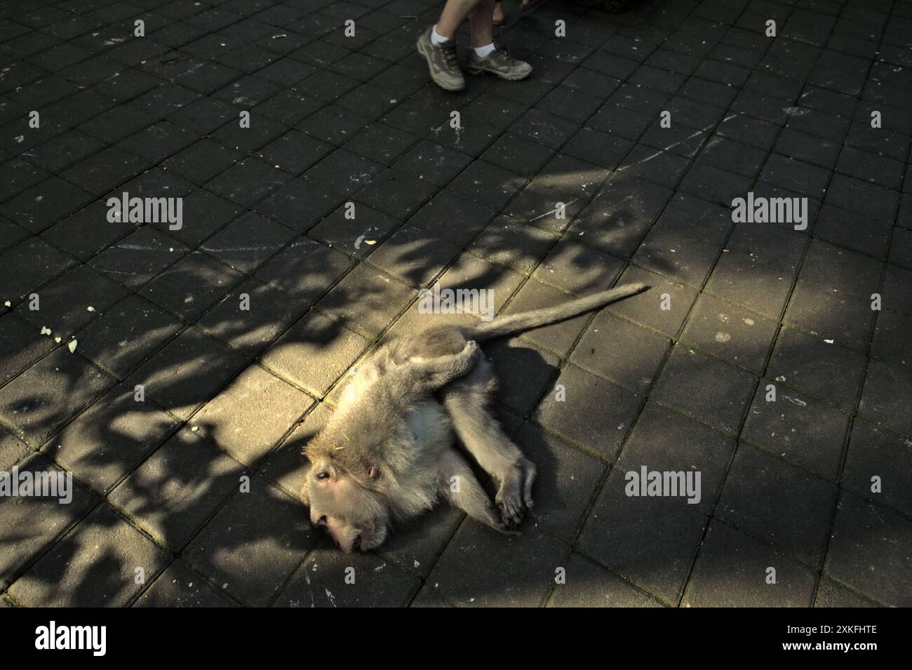 A visitor walks past a monkey that is lying on the ground, with a small ...