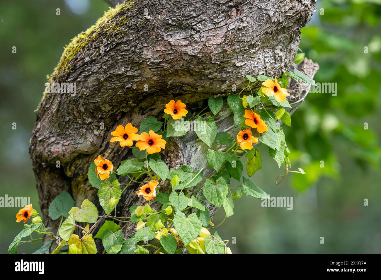 Climbing on trunk of apple tree hi-res stock photography and images - Alamy