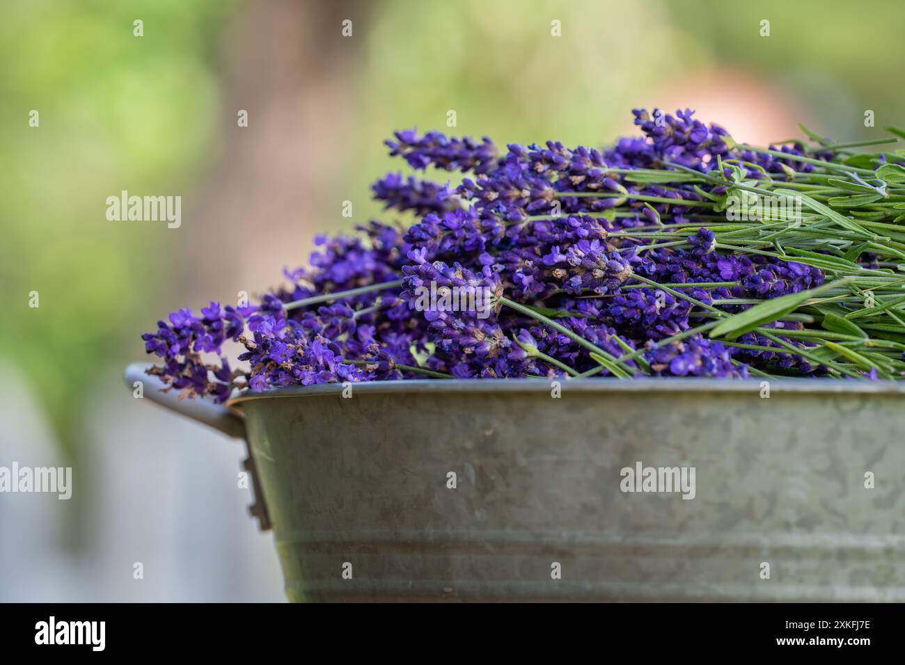 Zinc bowl with lavender flowers. An up close look at a bowl of freshly ...
