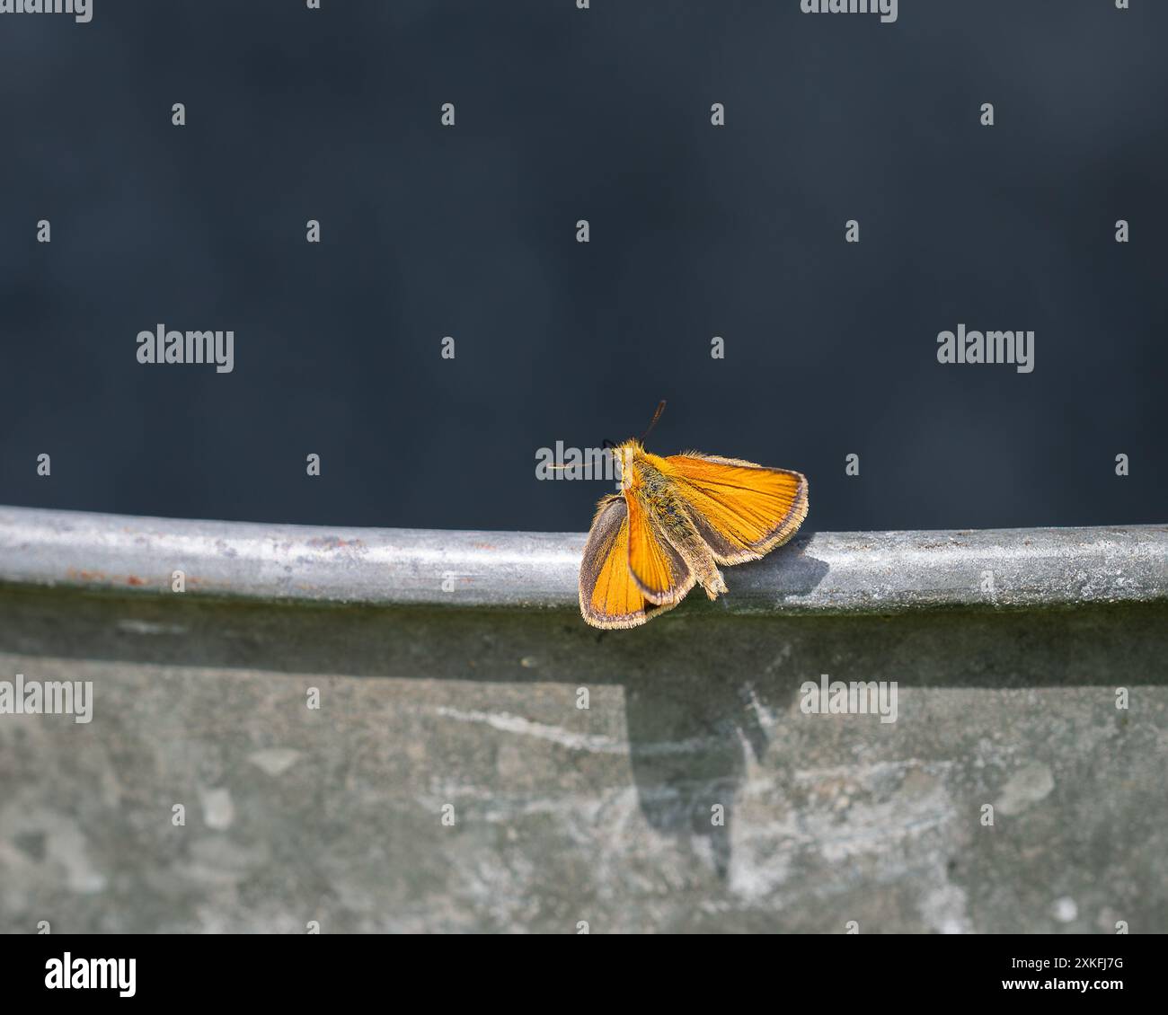 The Essex skipper (Thymelicus lineola), orange butterfly. European ...