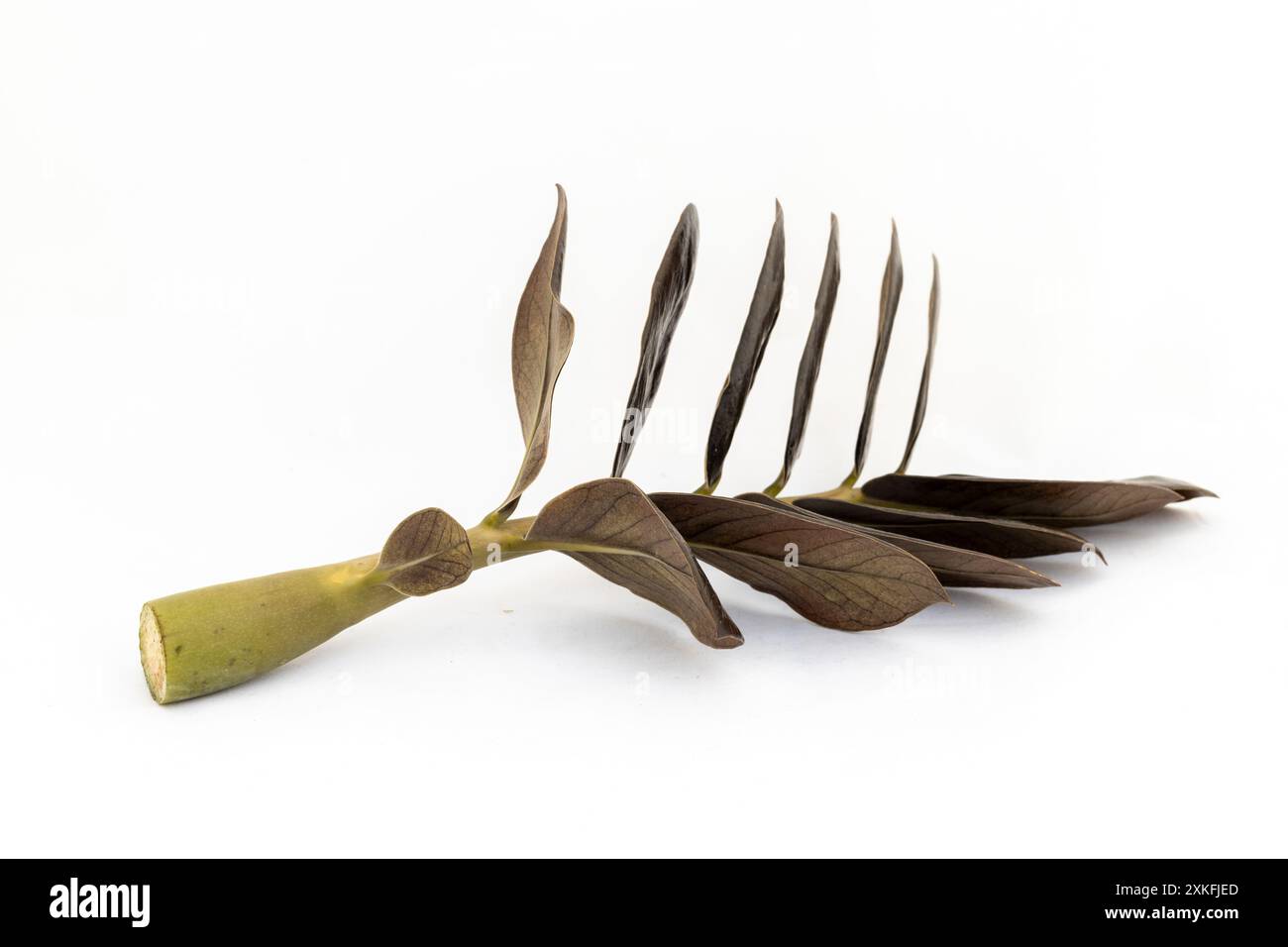 Closeup of a black ZZ plant stem isolated on white background Stock ...