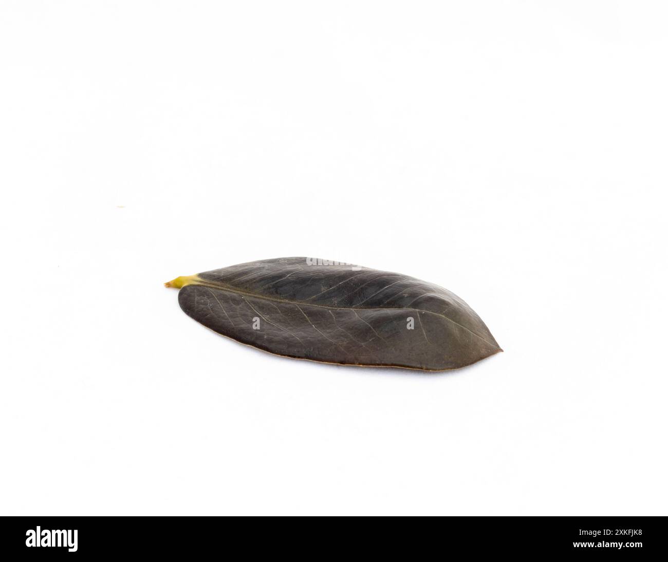 Single leaf isolated on hi-res stock photography and images - Alamy