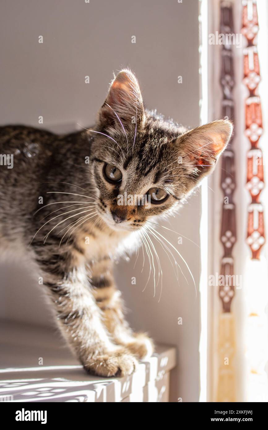 Cute gray spotted kitten looking at camera portrait, soft focus Stock ...