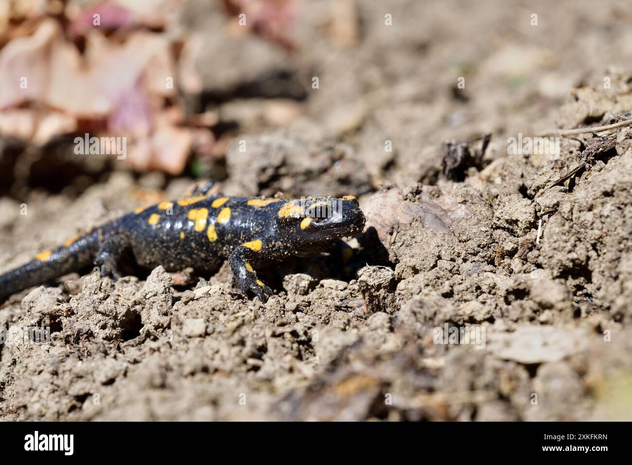 Detail of head fire salamander lizard on sand Stock Photo - Alamy