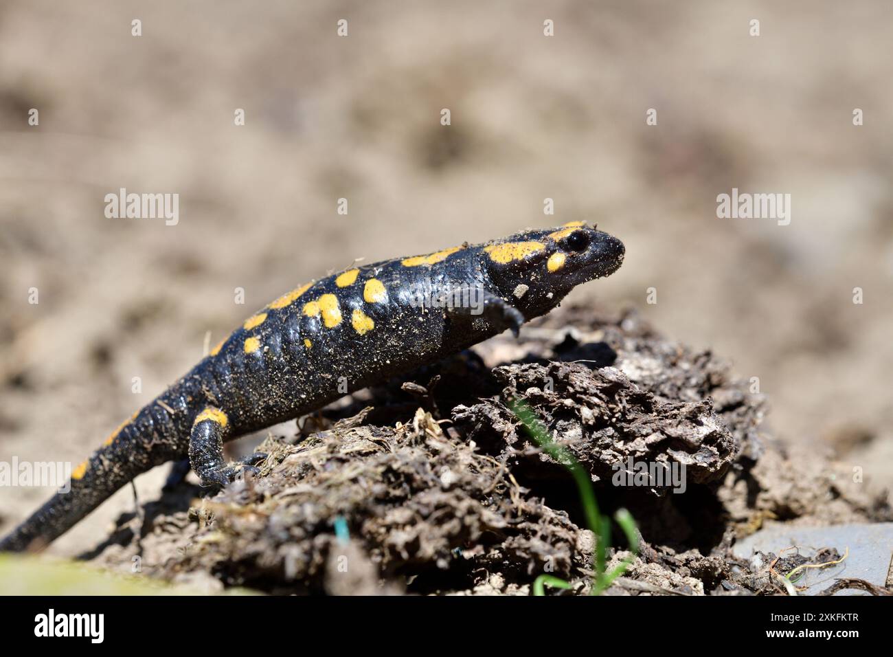 Detail of head fire salamander lizard on sand Stock Photo - Alamy