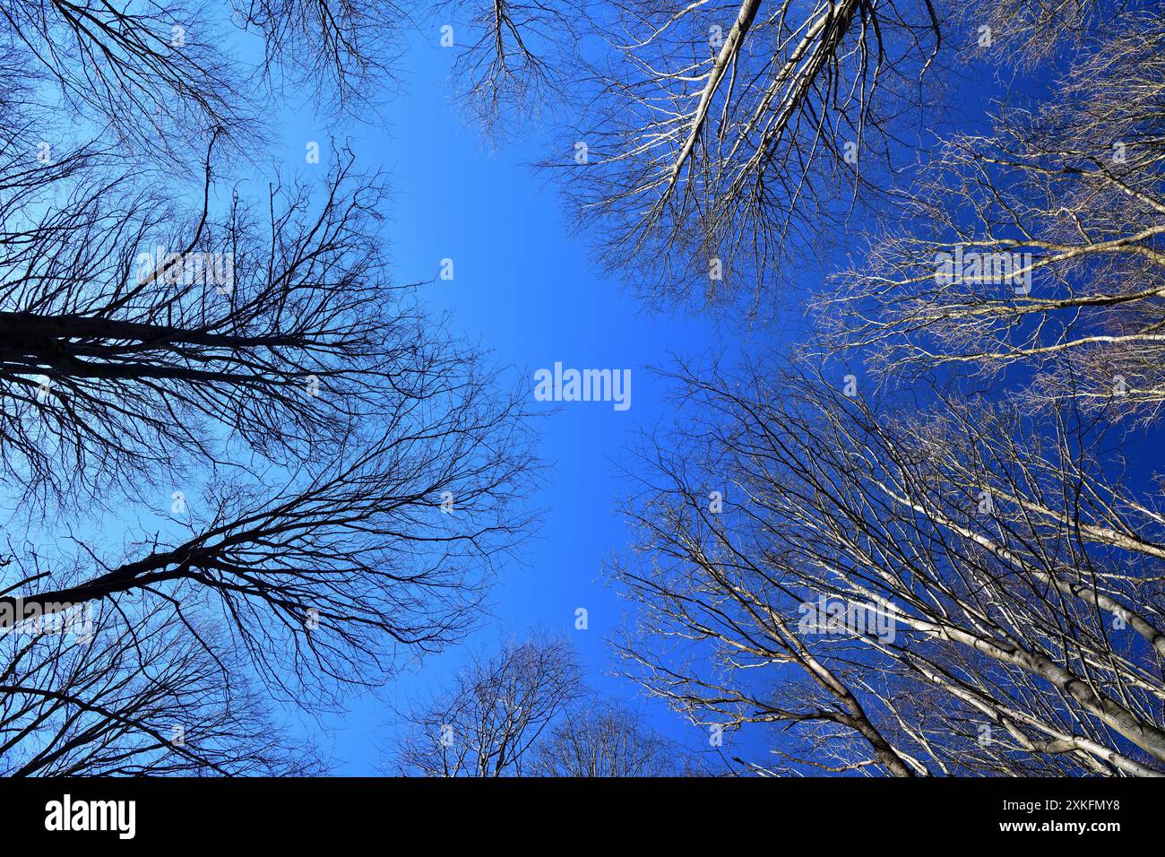 Blue sky above the crowns of tall trees growing in a circle Stock Photo ...