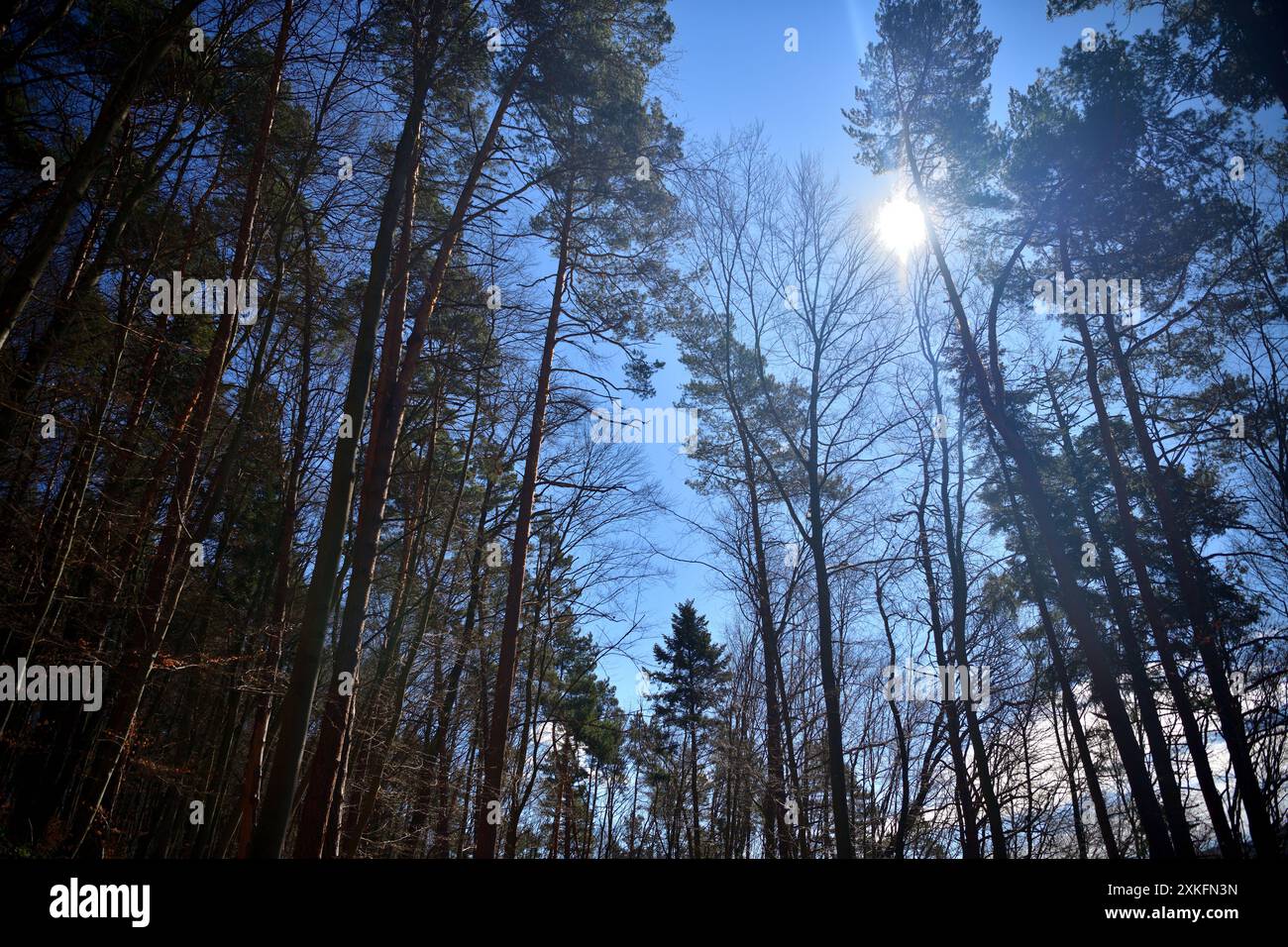 Blue sky above the crowns of tall trees growing in a circle Stock Photo ...