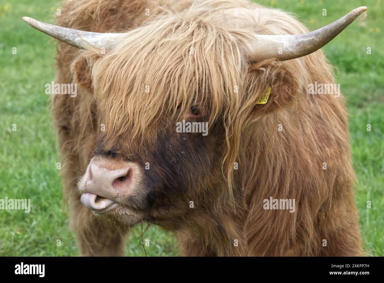 Highland cattle licking hi-res stock photography and images - Alamy