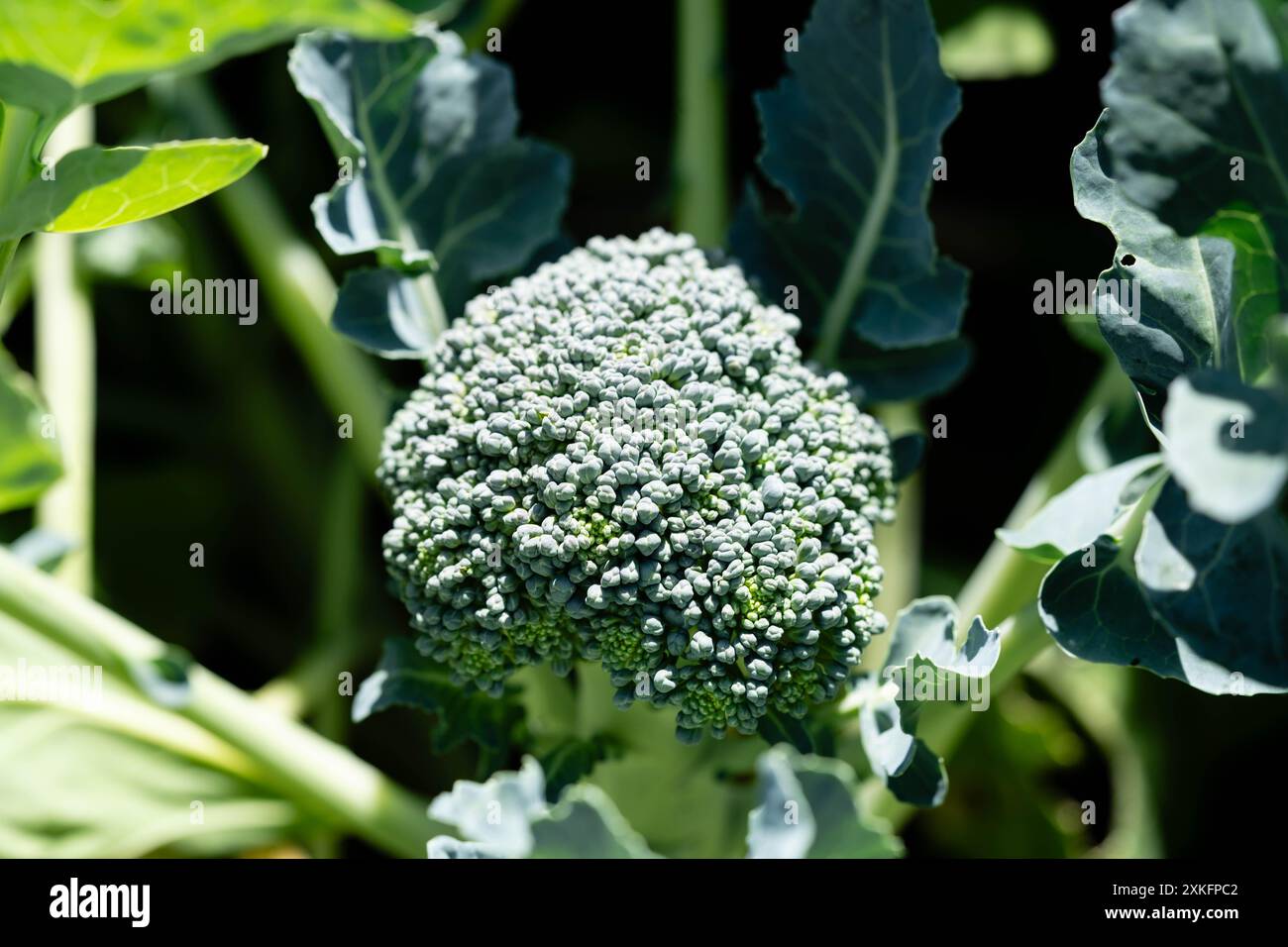 Broccoli Brassica oleracea from the home garden Stock Photo - Alamy