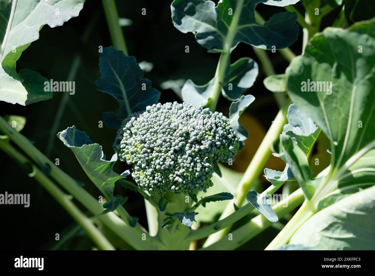 Broccoli Brassica oleracea from the home garden Stock Photo - Alamy