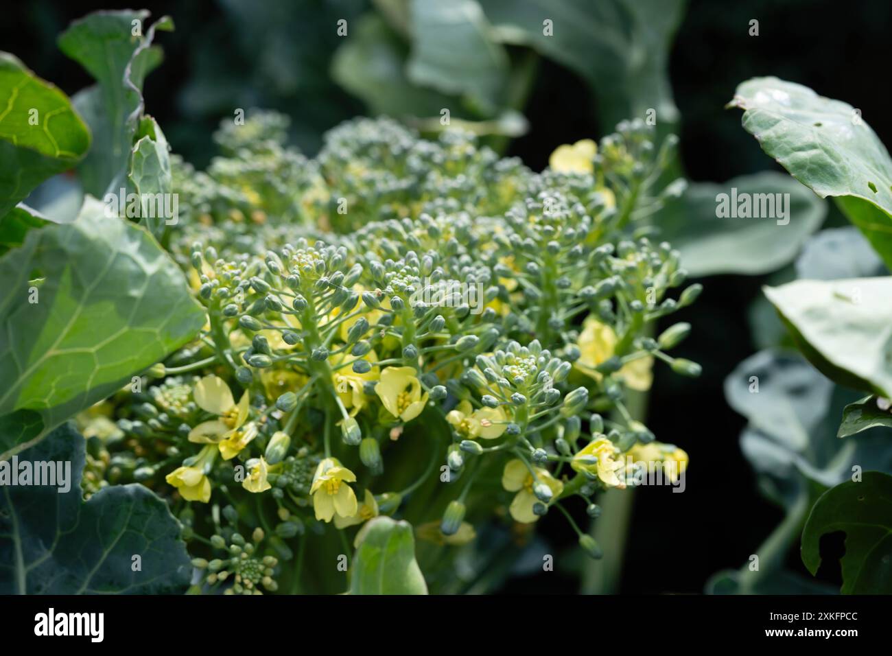 Broccoli Brassica oleracea from the home garden Stock Photo - Alamy