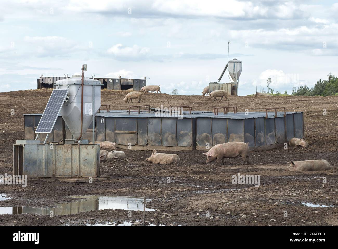 pigs in pig shelters and and feeding stations Stock Photo - Alamy