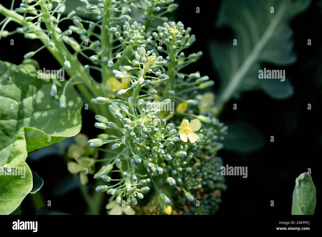 Broccoli Brassica oleracea from the home garden Stock Photo - Alamy