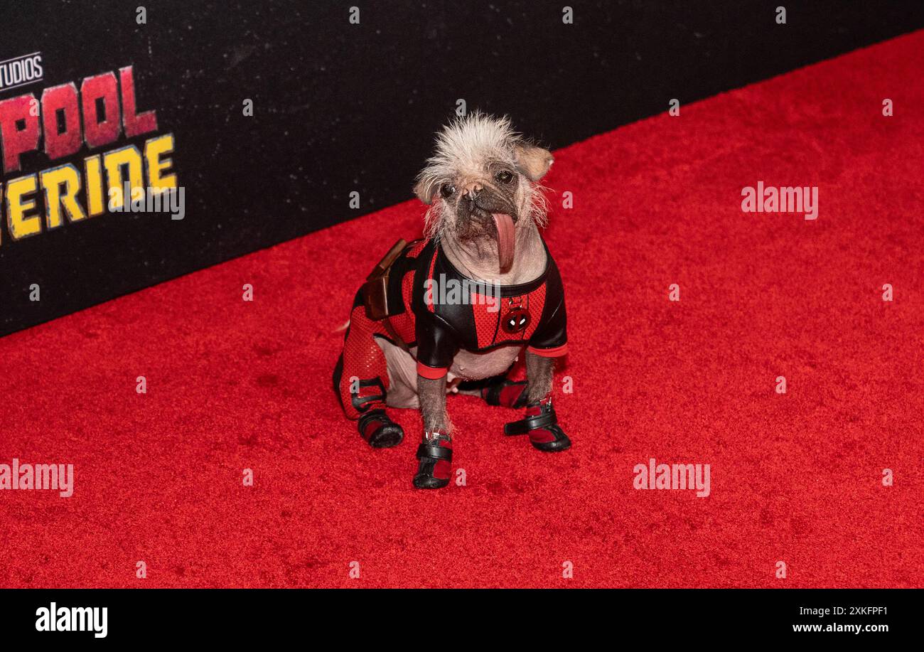 New York, United States. 22nd July, 2024. Peggy The Dog attends Marvel ...