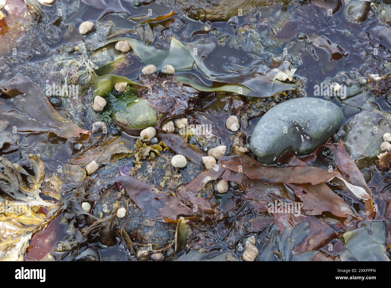 seaweed patterns on the beach Stock Photo - Alamy