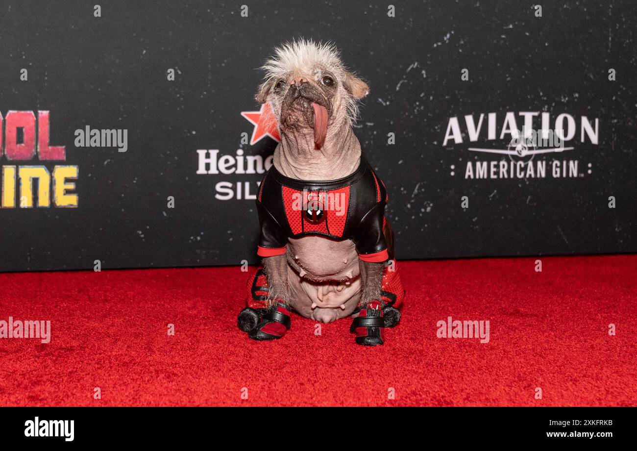 Peggy The Dog attends Marvel Studios' 'Deadpool & Wolverine' world ...