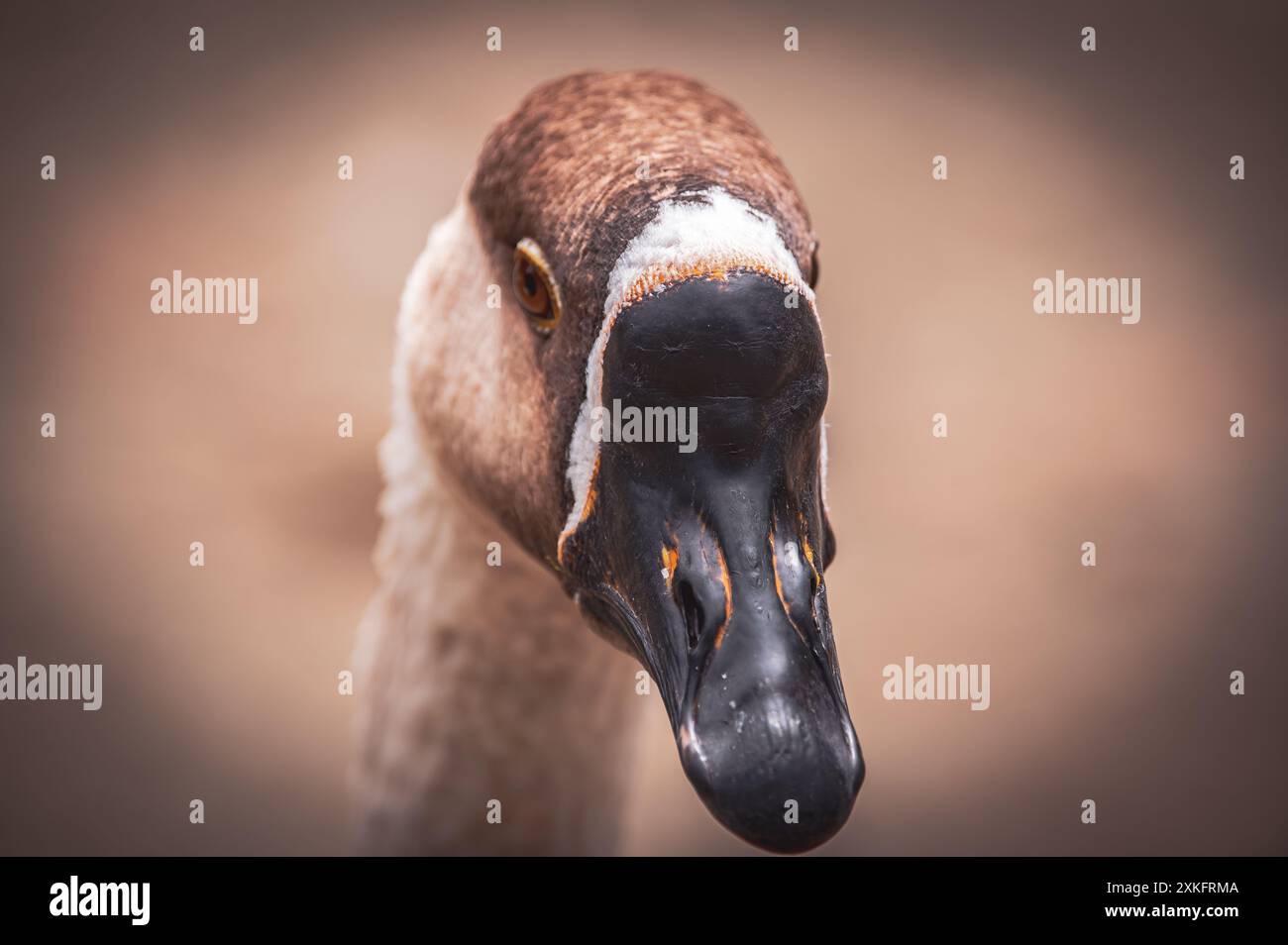 Detailed animal depiction hi-res stock photography and images - Alamy
