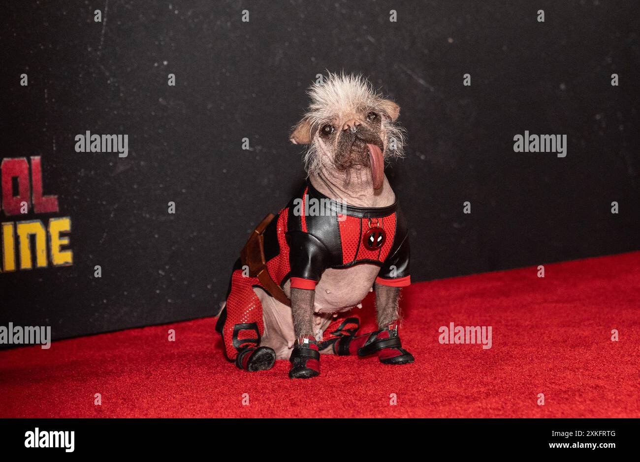 Peggy The Dog attends Marvel Studios' 'Deadpool & Wolverine' world ...