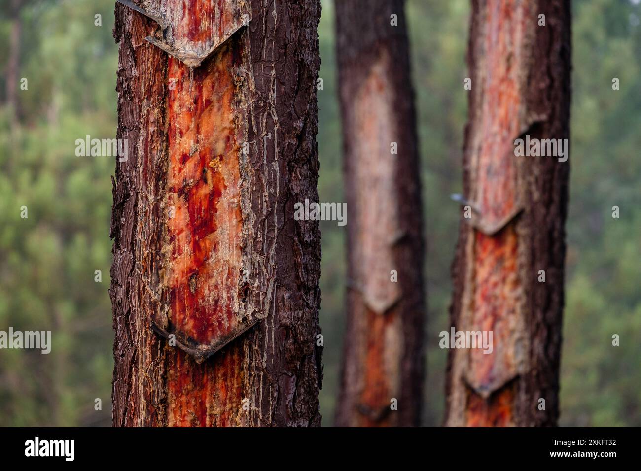 resin extraction in a Pinus pinaster forest, Montes de Coca, Segovia ...