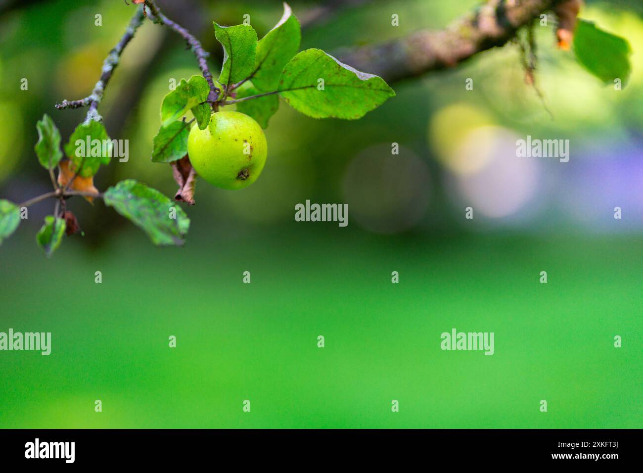 Branch apple tree green movement hi-res stock photography and images ...