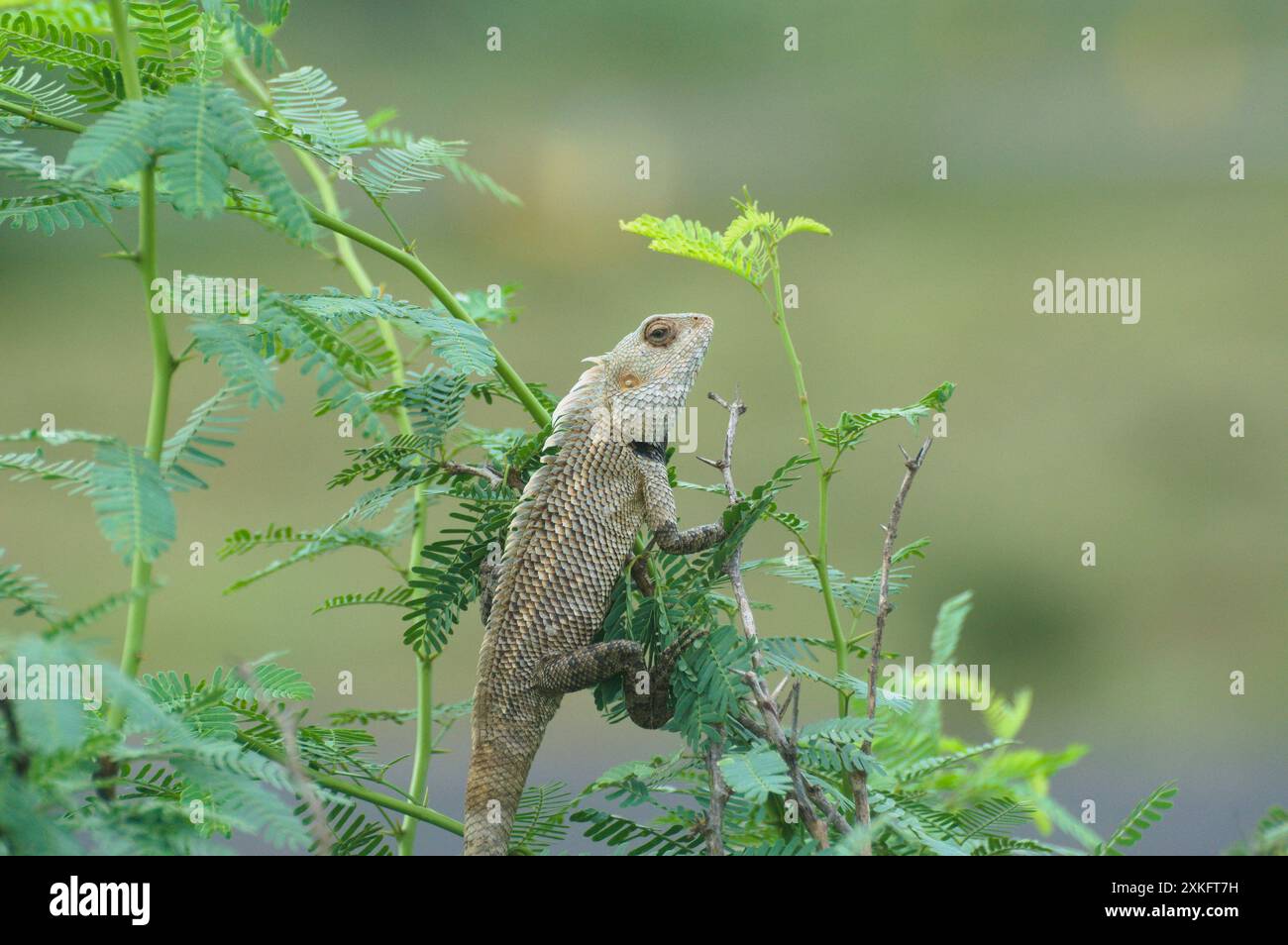 Common garden lizard hi-res stock photography and images - Alamy
