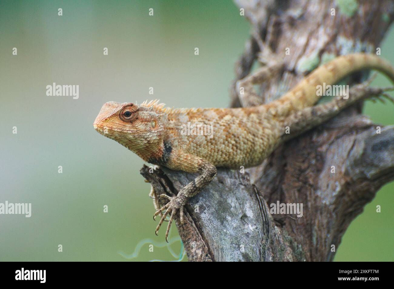 Garden Lizard against a clear and smooth background Stock Photo - Alamy