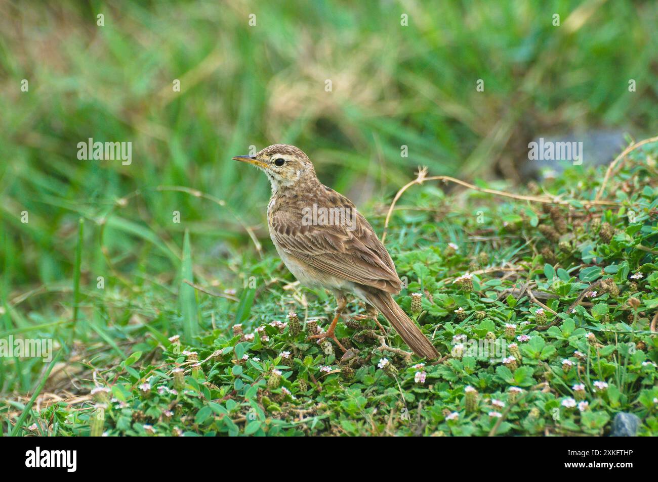 Indian pipit hi-res stock photography and images - Alamy