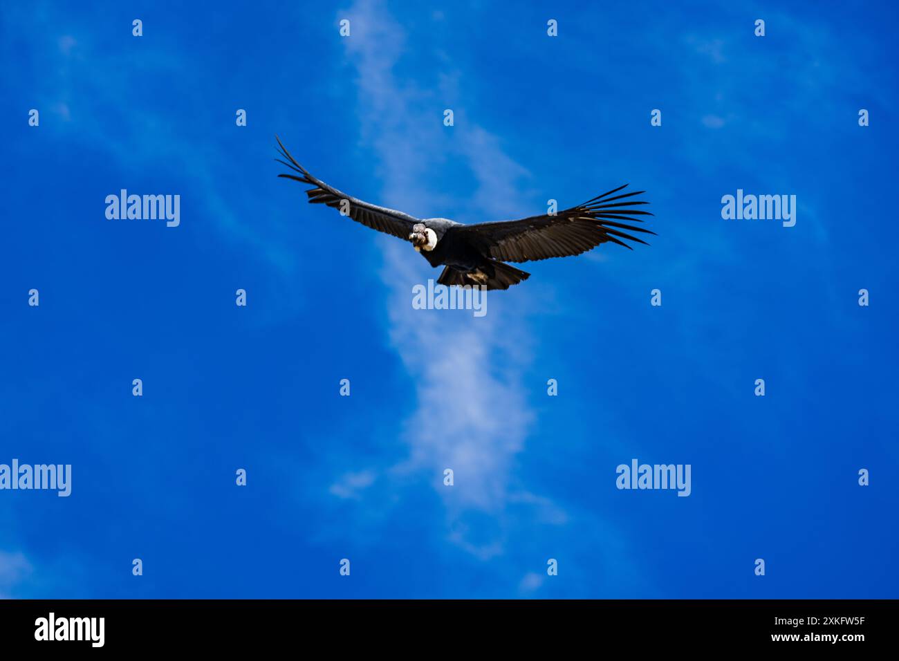 watching condors in Peru flying Stock Photo - Alamy