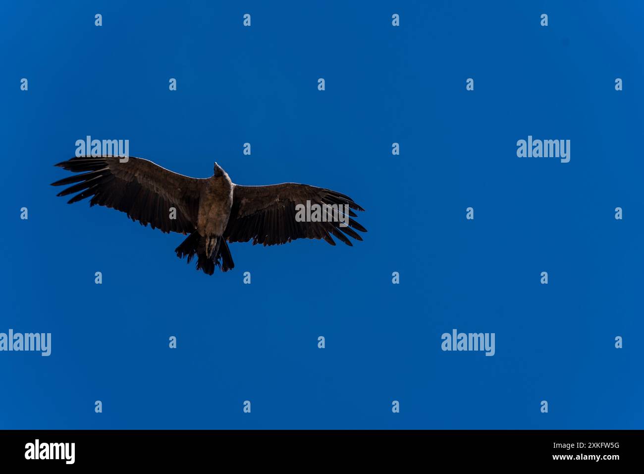 watching condors in Peru flying Stock Photo - Alamy